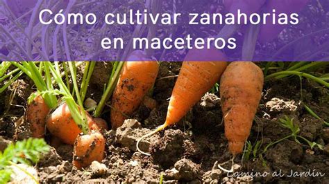 Cómo cultivar zanahorias en maceteros Camino al Jardin Blog de Jardineria