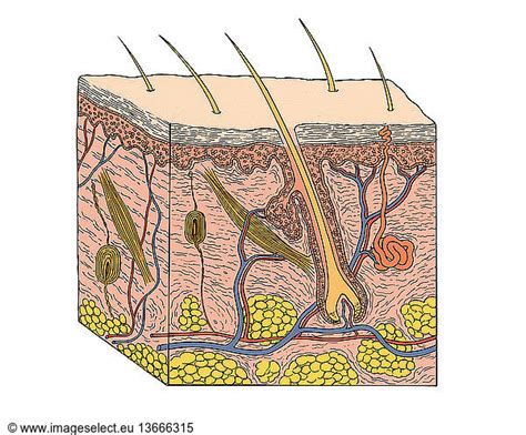 Anatomical Illustration Of A Section Through Human Skin Anatomical