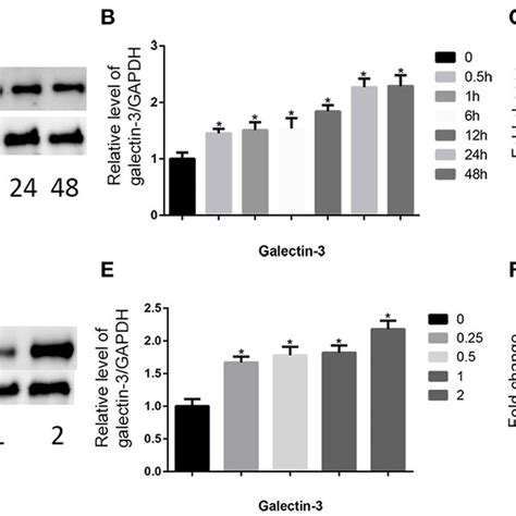 Thrombin Increased Gal 3 Expression In VSMCs And Cell Migration Cells