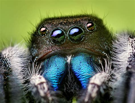 Stunning Macro Photos Of Jumping Spiders By Thomas Shahan