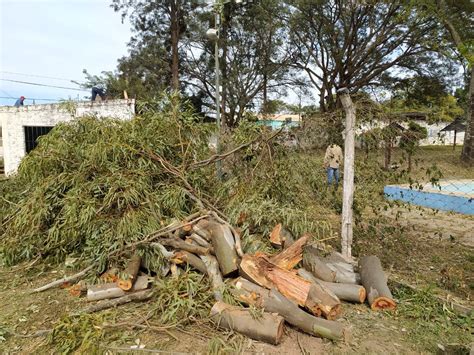 Trabajo De Poda De Arboles Municipalidad De Aguaray