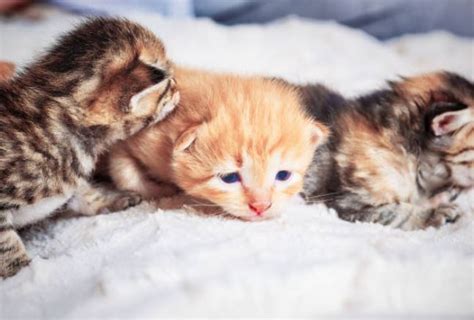 Can Cats Give Birth Days Apart