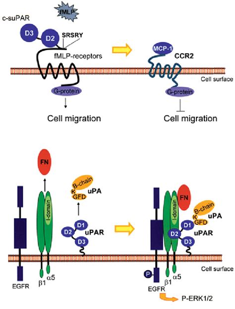 UPAR Interactions With Chemokine And Growth Factor Receptors Upper