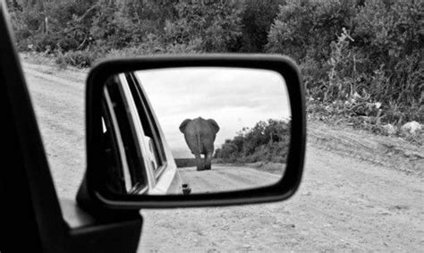 An Elephant Is Seen In The Rear View Mirror Of A Car As It Travels Down