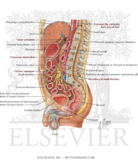 Abdominal Wall And Viscera Median Sagittal Section Peritoneum