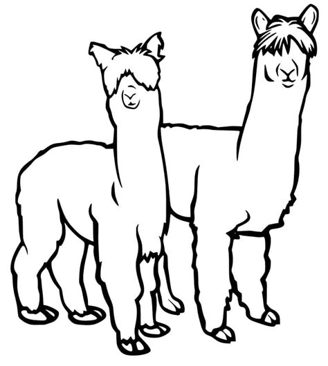 Dibujos De Alpaca Para Colorear Dibujos Onlinecom Porn Sex Picture