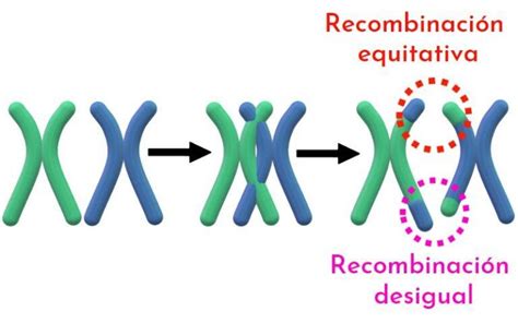 Recombinación genética qué es tipos e importancias