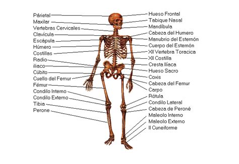 Sistema Óseo Sistemas del Cuerpo Humano Cuerpo Humano TAFAD