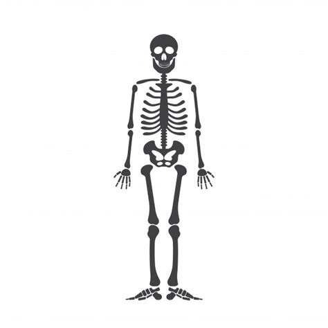 Human Skeleton Vector At Vectorified Collection Of Human Skeleton