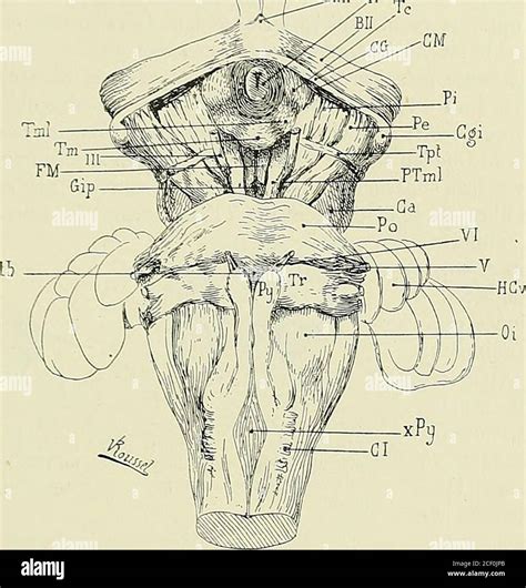 Anatomie Des Centres Nerveux R Les Coupes Vertico Transversales La
