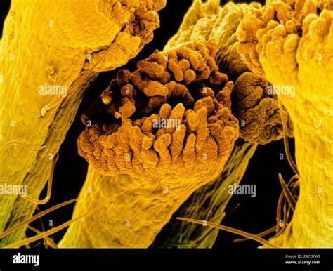 Rose Stigmas Coloured Scanning Electron Micro Graph SEM Of Several