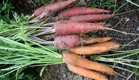 Your Step By Step Guide To Growing Carrots In Containers Hobby Farms