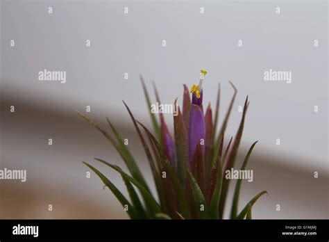 Epiphytischer organismus Fotos und Bildmaterial in hoher Auflösung