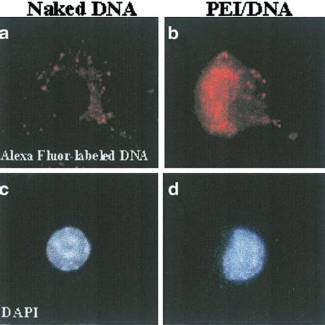 Cellular Distribution Of Plasmid DNA Given In Naked Or PEI Complexed