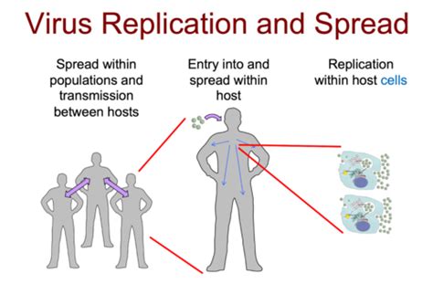 Viral Replication Spread Pathogenesis Flashcards Quizlet