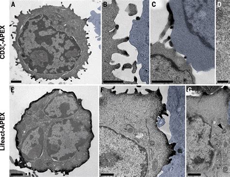 Ectocytosis Renders T Cell Receptor Signaling Self Limiting At The