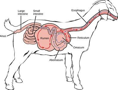Ruminant Digestive Systems Diagram Quizlet