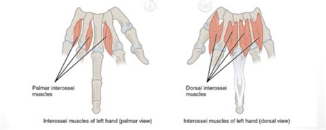 Msk Anatomy Hand Flashcards Quizlet