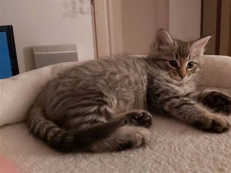 À acheter un chaton mâle Sibérien tacheté LOOF Petite Annonce chat