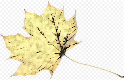 Flor De Plata Hoja De Arce Rbol Amarillo Arce Negro Planta Avi N