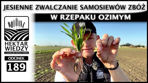 PO PROSTU KONKRET JESIENNE ZWALCZANIE SAMOSIEWÓW ZBÓŻ W RZEPAKU