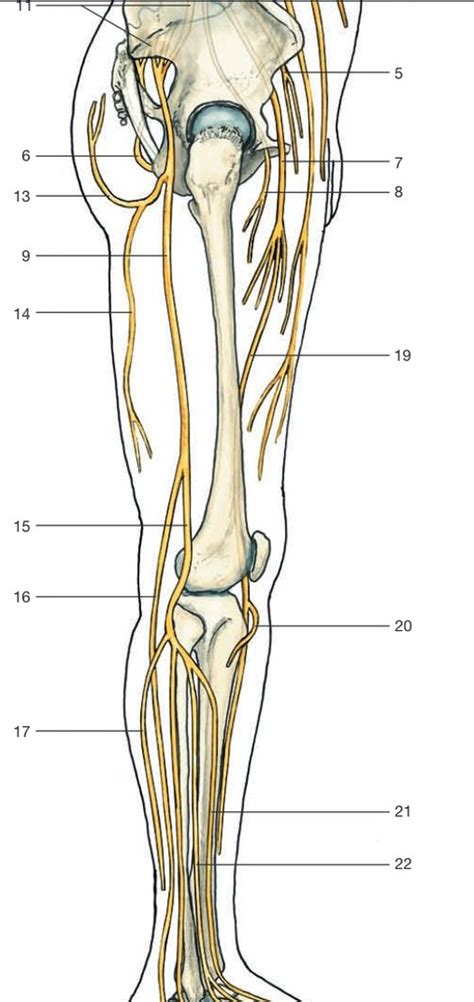 Nerves Of Lower Limb Diagram Quizlet
