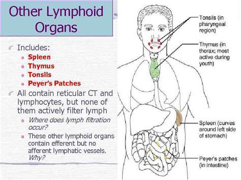 Lymphatic System Review Introduction Components Lymph Is