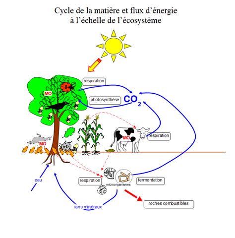 Les échelles de la biodiversité SVT au lycée