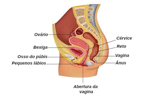 Sistemas reprodutores Femino e Masculino órgãos e funções Raquel
