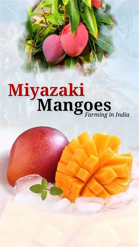 Miyazaki Mango Farming Tips For Growing Most Expensive Mango