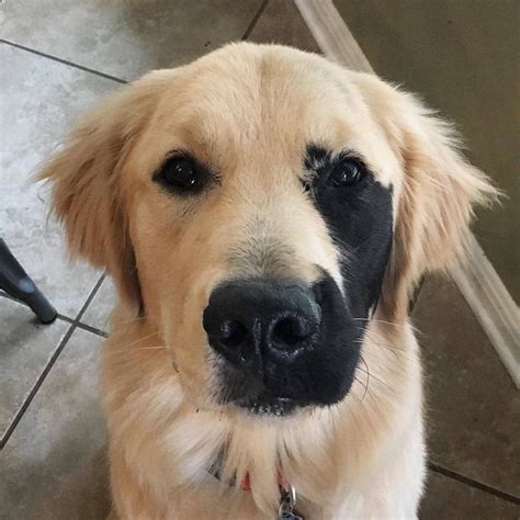 Are There Different Kinds Of Golden Retrievers