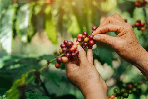 Arabica Coffee Berries Farmer S Hand Harvesting Ripe Coffee Beans On