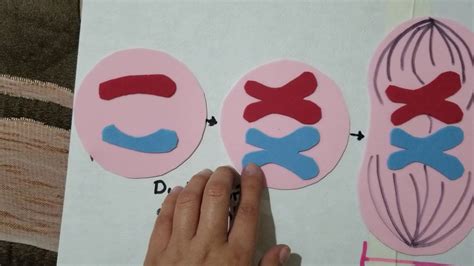 Maqueta De La MITOSIS YouTube