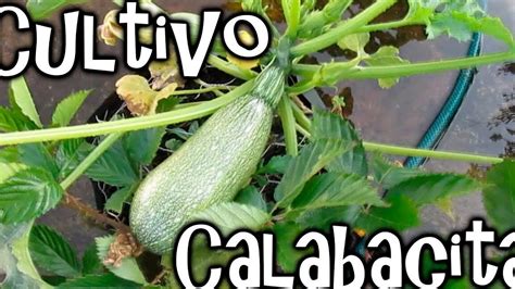 Guía completa para sembrar calabaza larga paso a paso y consejos