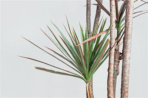 20 Plantas De Sol Y Sombra O Semisombra Nombres Y Fotos