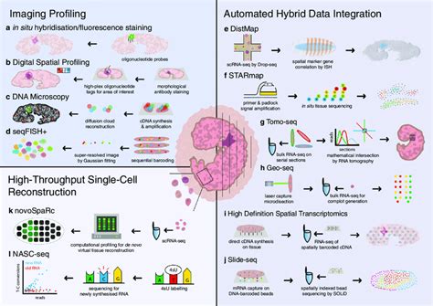 Principles Of Current Methods For Capturing Spatial Gene Expression