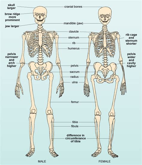 Analytical Science Secrets Of The Mary Rose Analytical Science