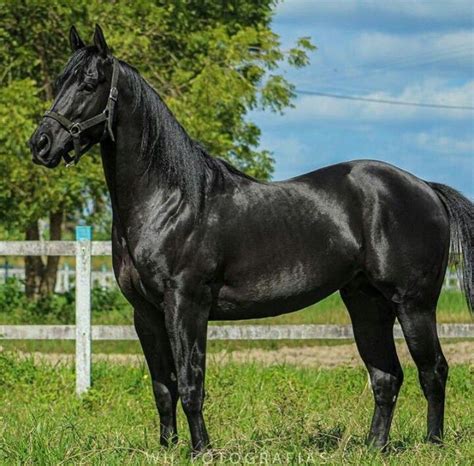 Pin de Raphael Paim em Salvamentos rápidos Cavalos lindos Cavalos