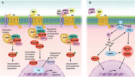 Frontiers Wnt Pathway In Bone Repair And Regeneration What Do We