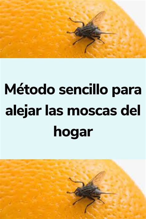 Método sencillo para alejar las moscas del hogar Metodo Mosca