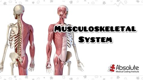 Musculoskeletal System CPT Medical Coding For The CPC And CCS Exams