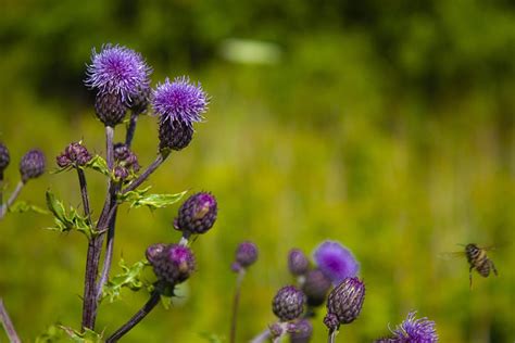 Lila Blumen Natur Kostenloses Foto Auf Pixabay Pixabay