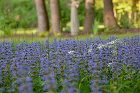 Ajuga Bugleweed Purple Ground Cover Ground Cover Plants Purple