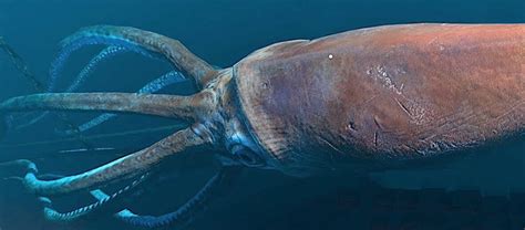 Giant Squid Pictures Bruin Blog