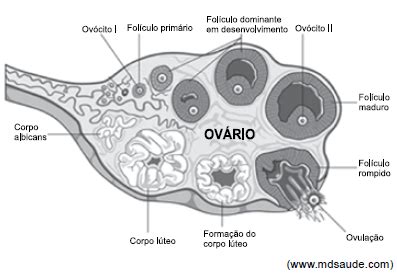 Oogênese GUIA ACADÊMICO DE ONCOFERTILIDADE Sinta a emoção de apostar