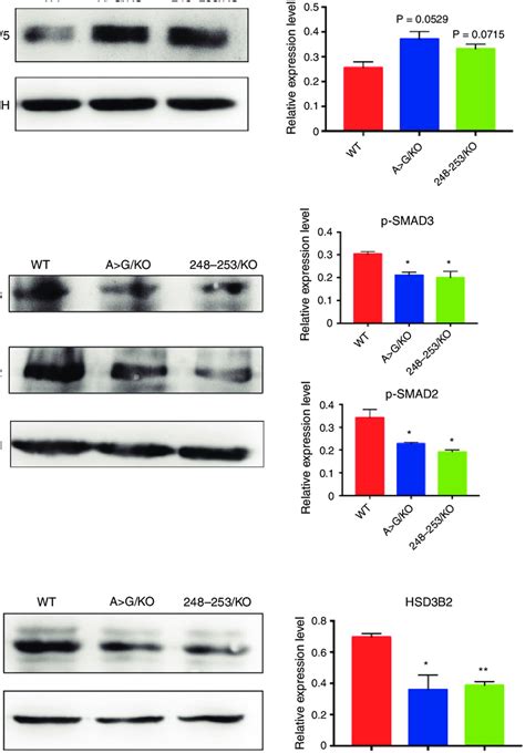 Western Blot Analysis
