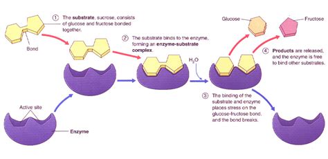 Enzymes Metabolism Complete Set Diagram Quizlet