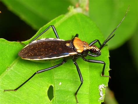 Assassin Bug Reduviidae Hemiptera Flickr Photo Sharing