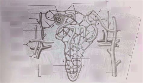 Nephron Diagram Quizlet