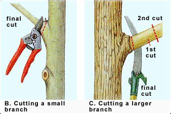 Tips For Tree Pruning The Gateway Gardener